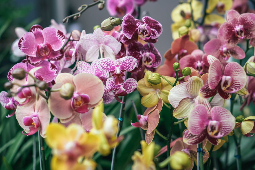 Orchid Colour Meanings | Love Orchids