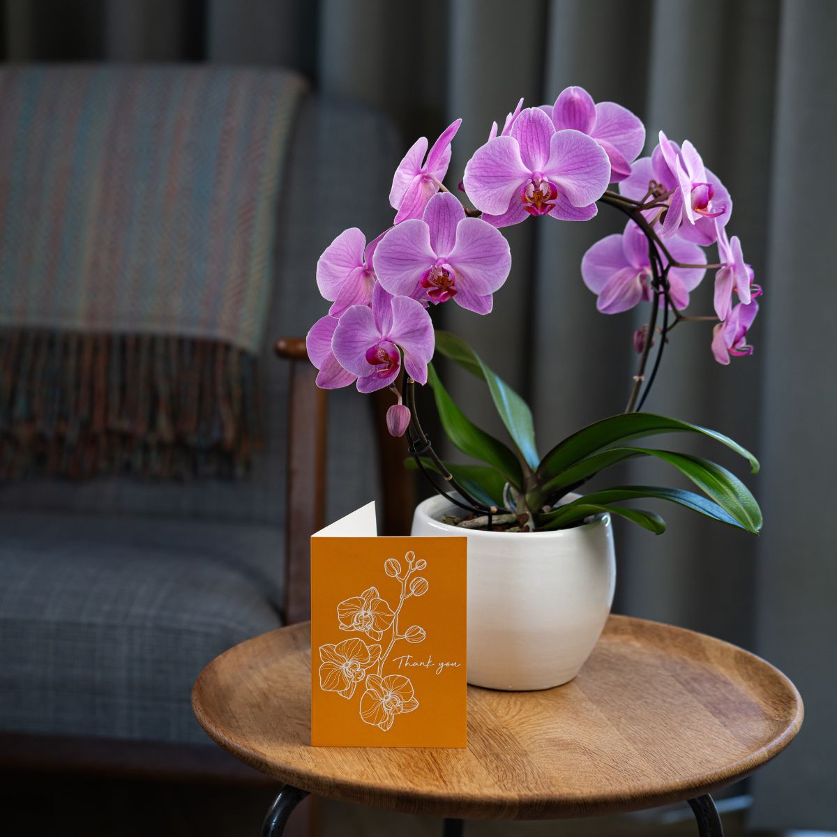 All Occasions – Love Orchids