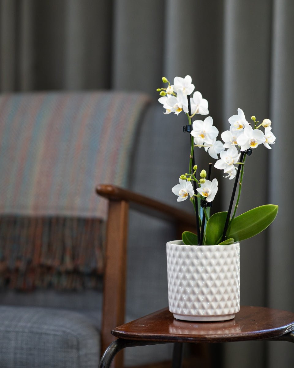 Mini Orchids – Love Orchids