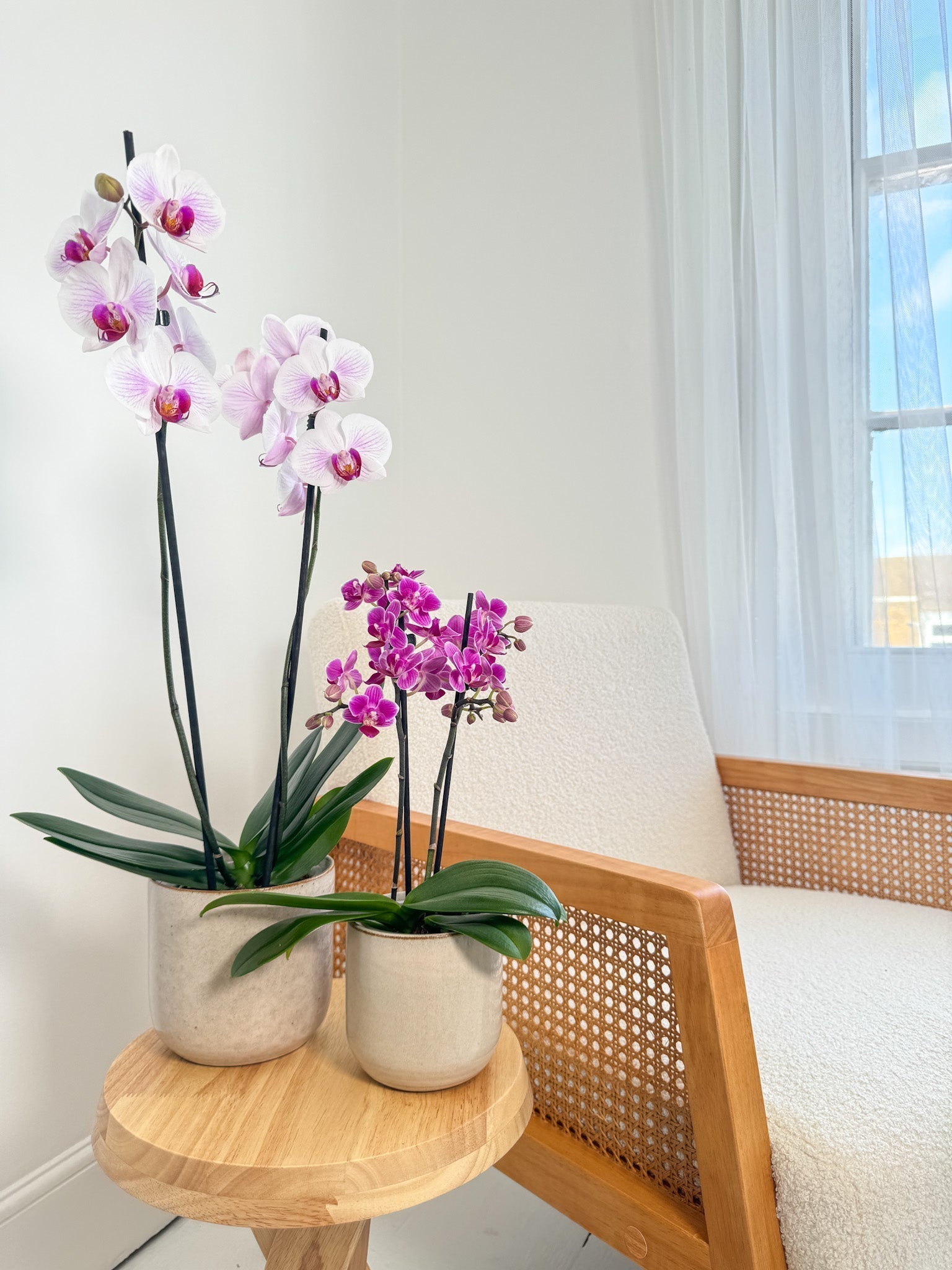 Over £50 – Love Orchids