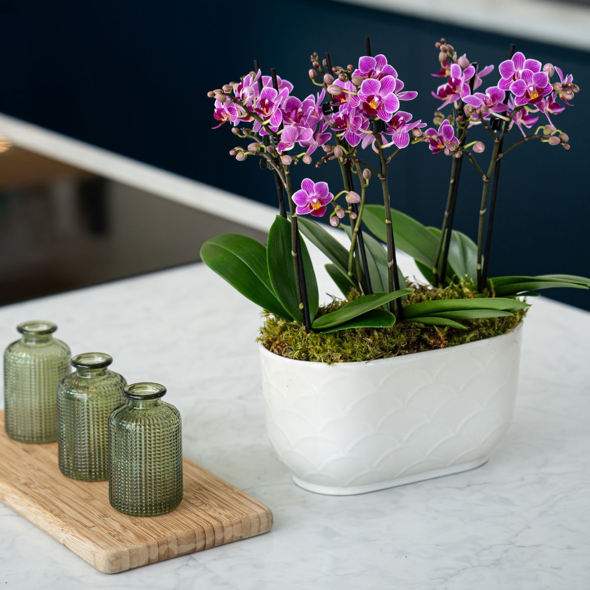 £50 and Under – Love Orchids