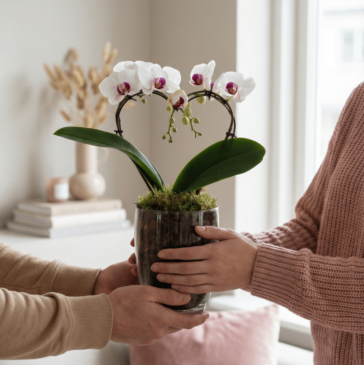 Valentine's Day – Love Orchids