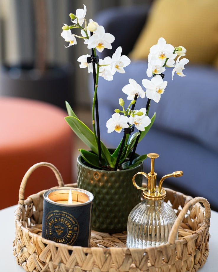 Orchid Colour Meanings | Love Orchids