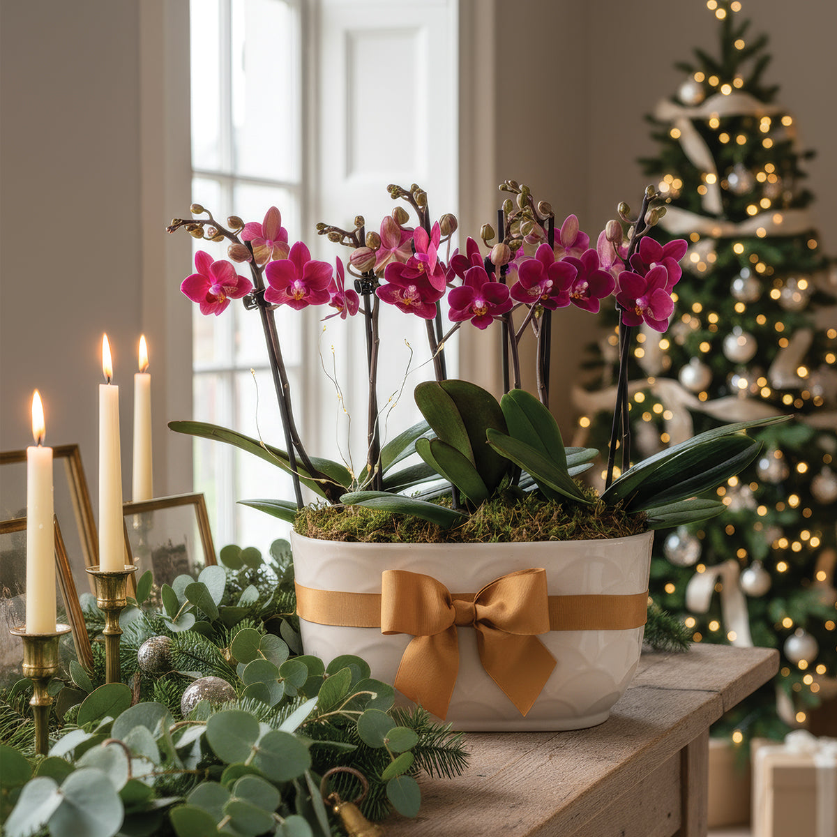 Orchid Colour Meanings | Love Orchids