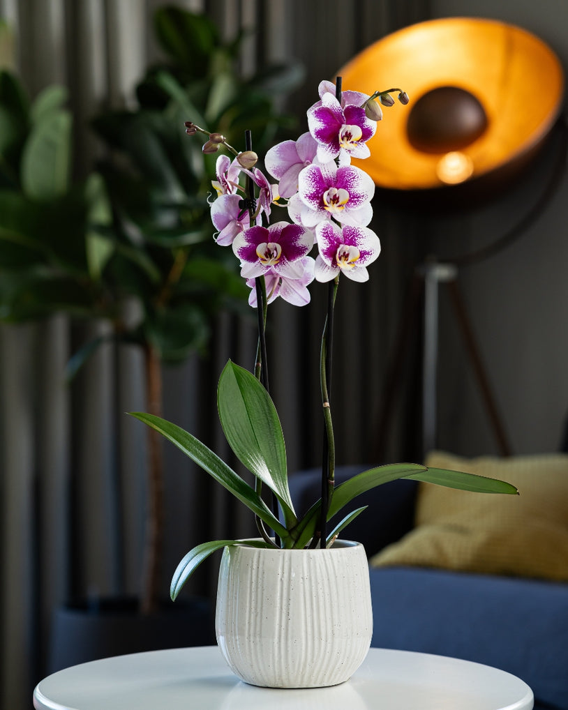 Orchid Colour Meanings | Love Orchids