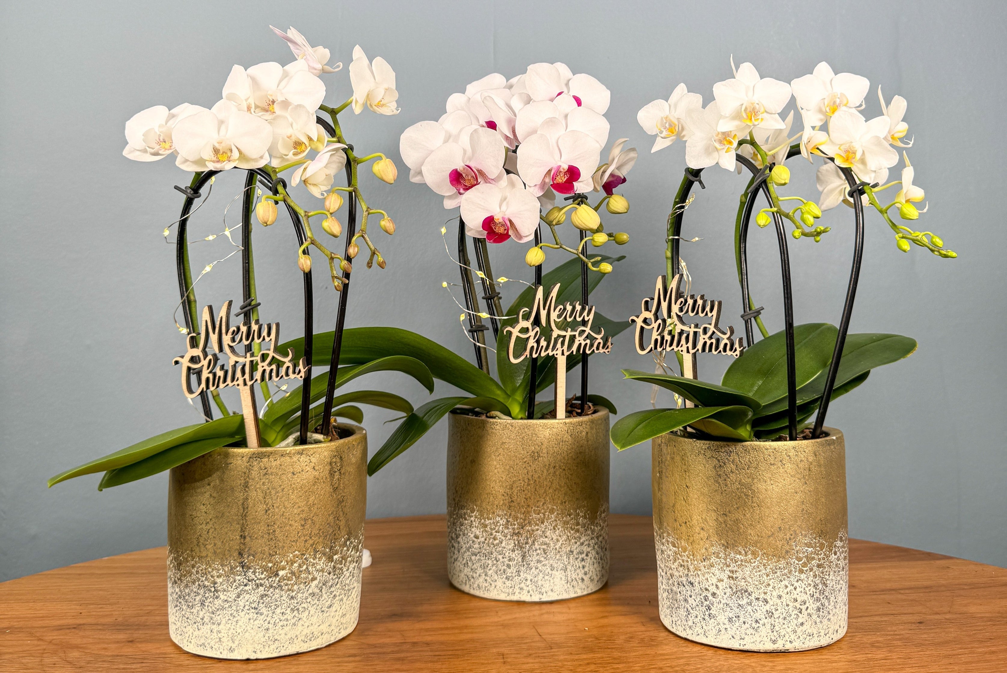 Love Orchids | Best Place for Orchids