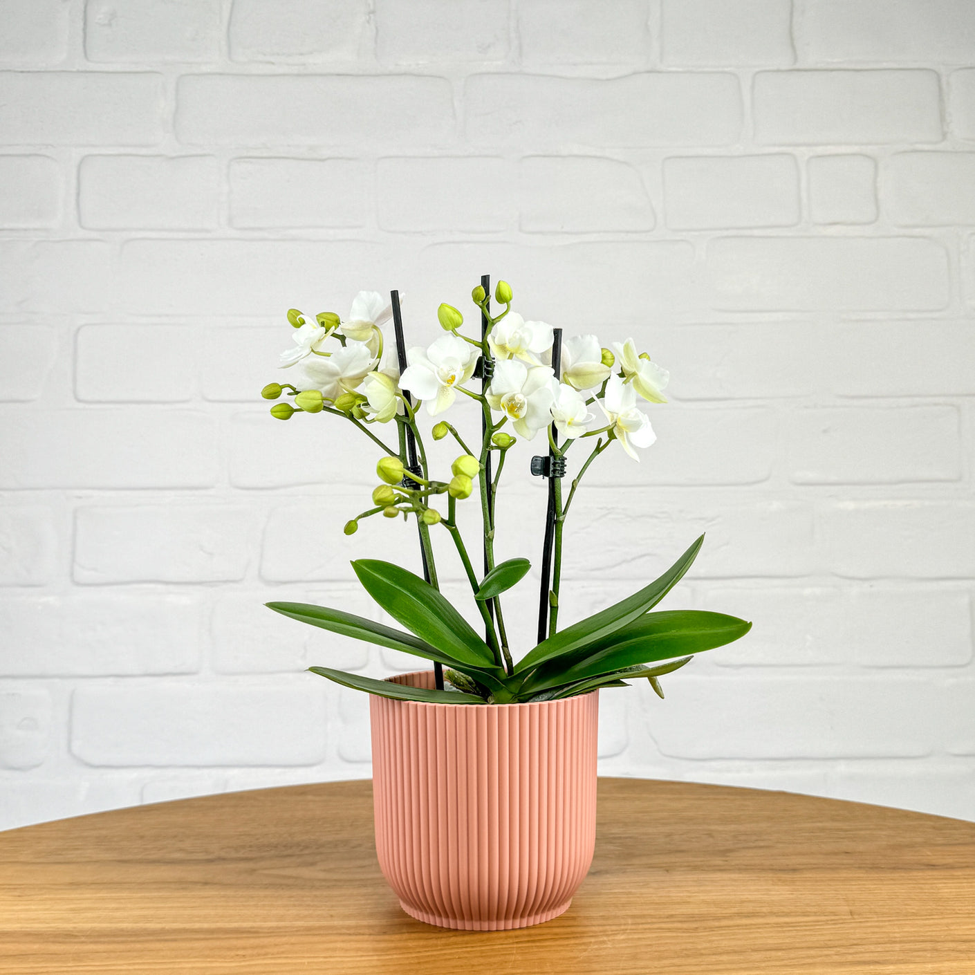 Orchid Leaves - Signs That Something's Wrong – Love Orchids