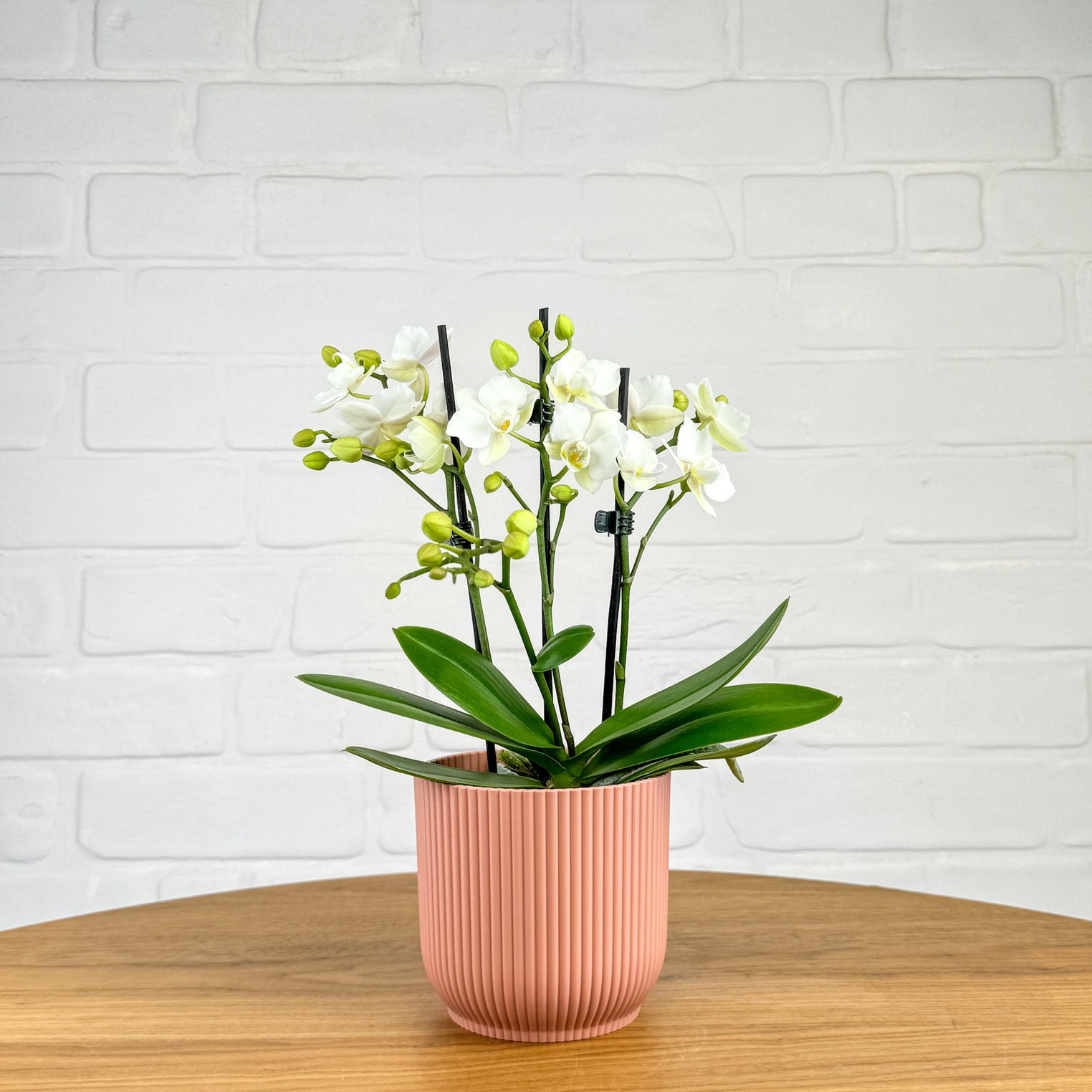 Orchid Leaves - Signs That Something's Wrong – Love Orchids