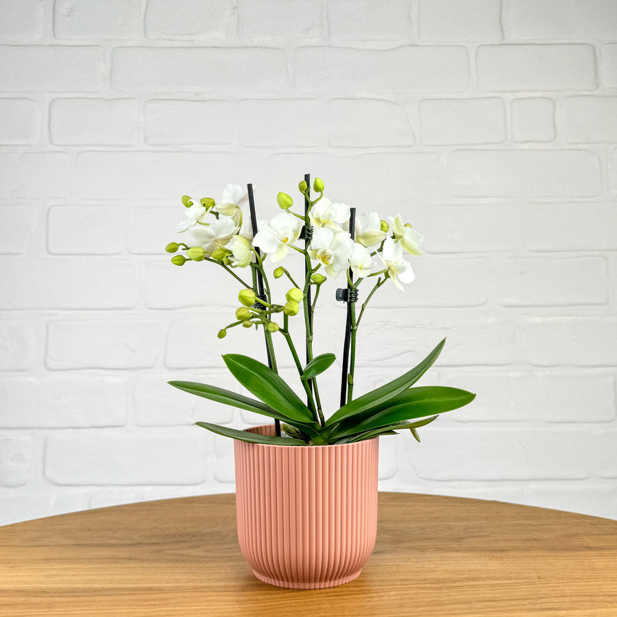 Orchid Leaves - Signs That Something's Wrong – Love Orchids