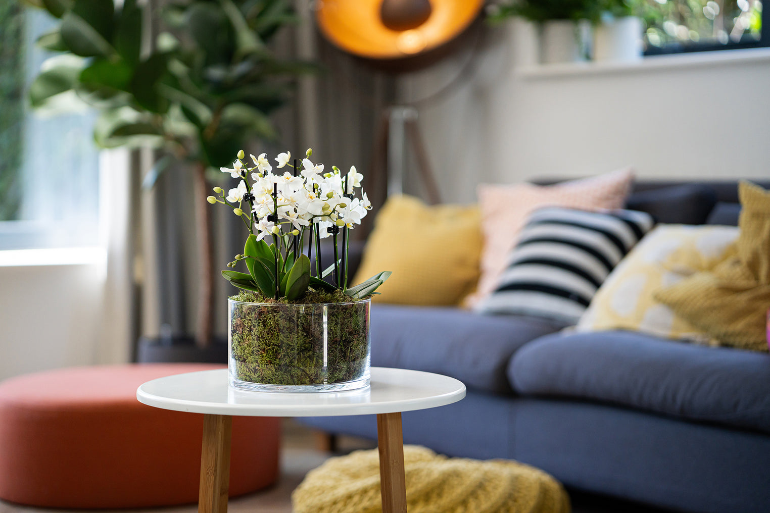 Multi Pack: Mini Orchids – Love Orchids