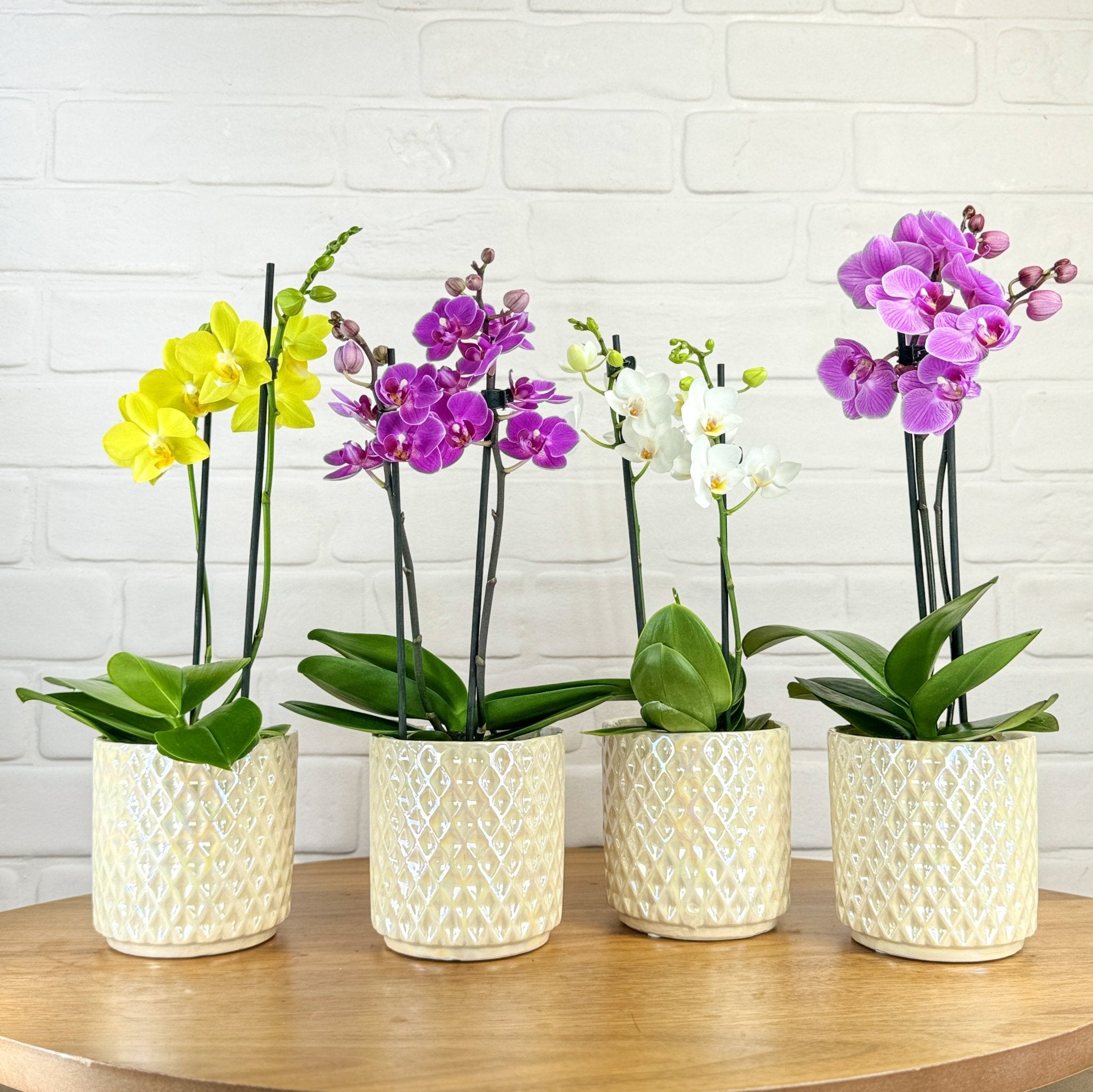 Ashurst: Mini Orchid Ceramic – Love Orchids