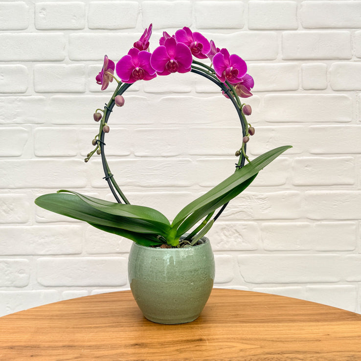 What Do You Do With Orchid Babies? – Love Orchids