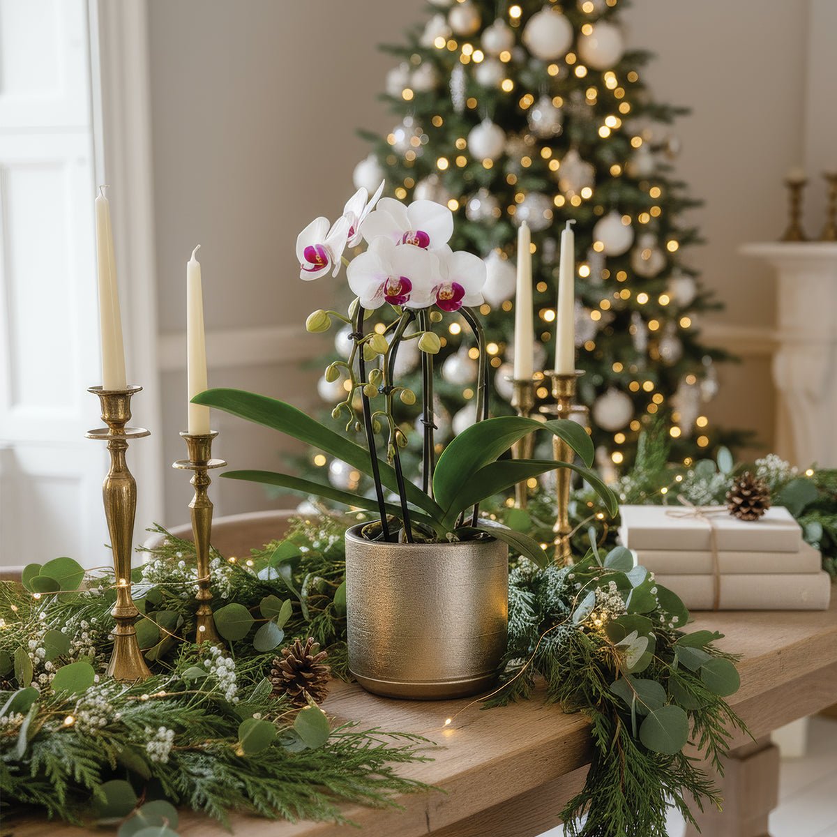 Mini Christmas Cascade – Love Orchids