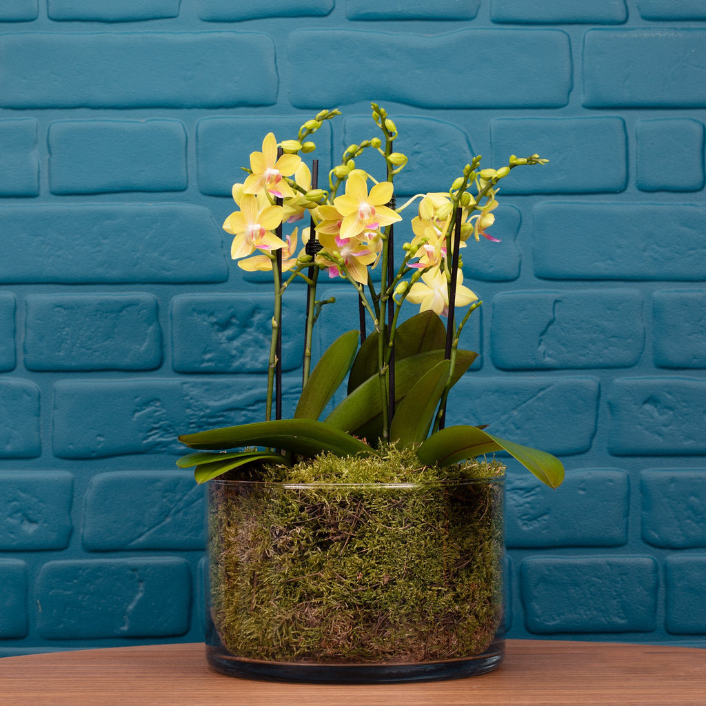 Blissford: Deluxe Orchid Centrepiece – Love Orchids