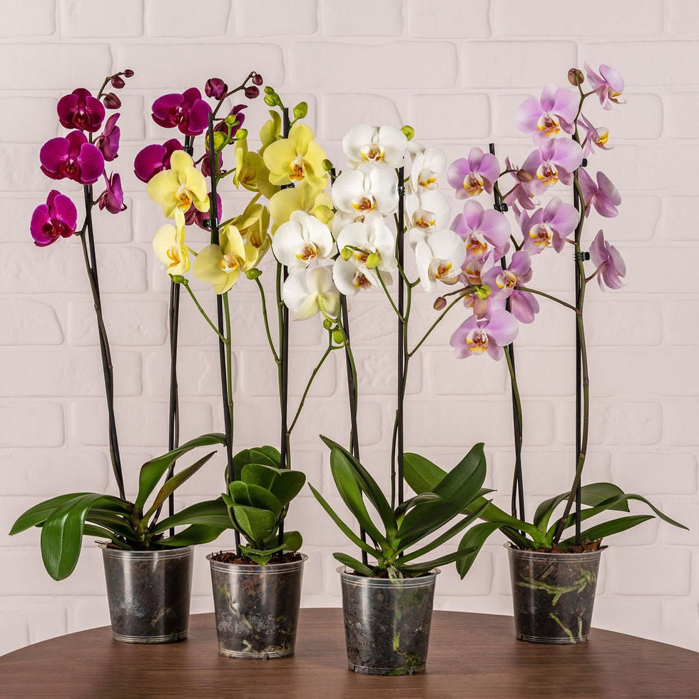 Multi Pack: Large Orchids (Twin Stem) – Love Orchids